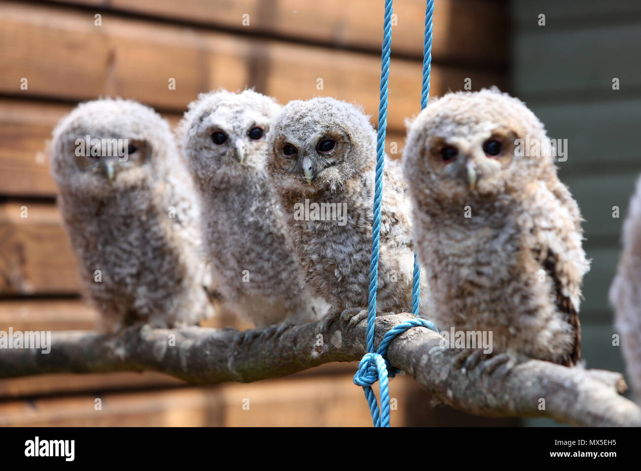 Baby animals pictured at the Brent Lodge Animal Centre near Chichester ...
