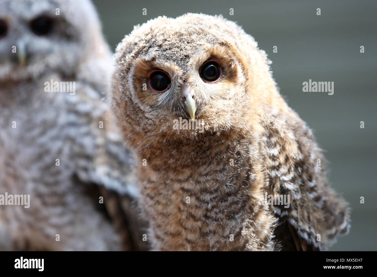Baby animals hi-res stock photography and images - Alamy