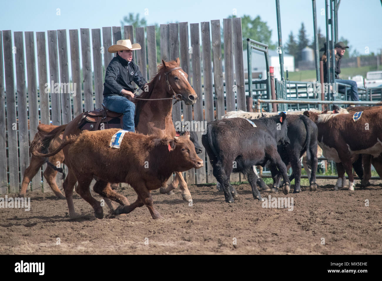 Cowboy Working With Cattle High Resolution Stock Photography and Images ...