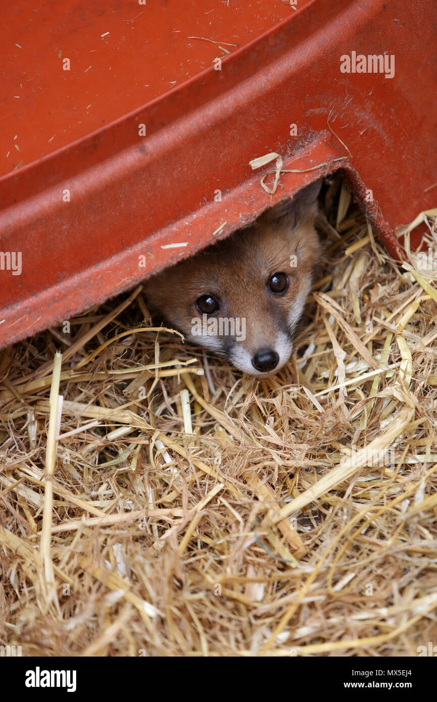 Baby animals in spring hi-res stock photography and images - Alamy