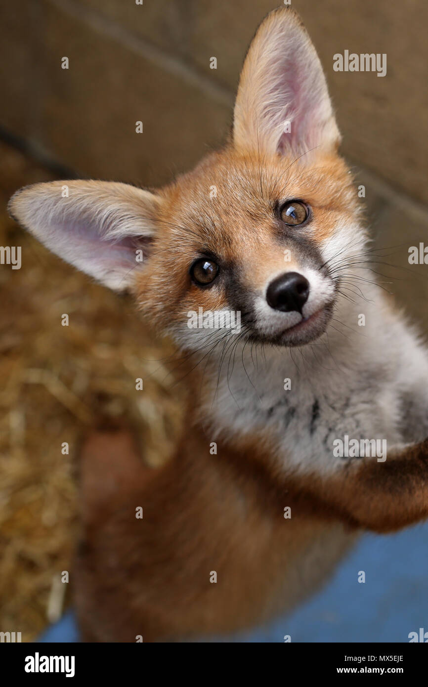 Baby animals pictured at the Brent Lodge Animal Centre near Chichester ...