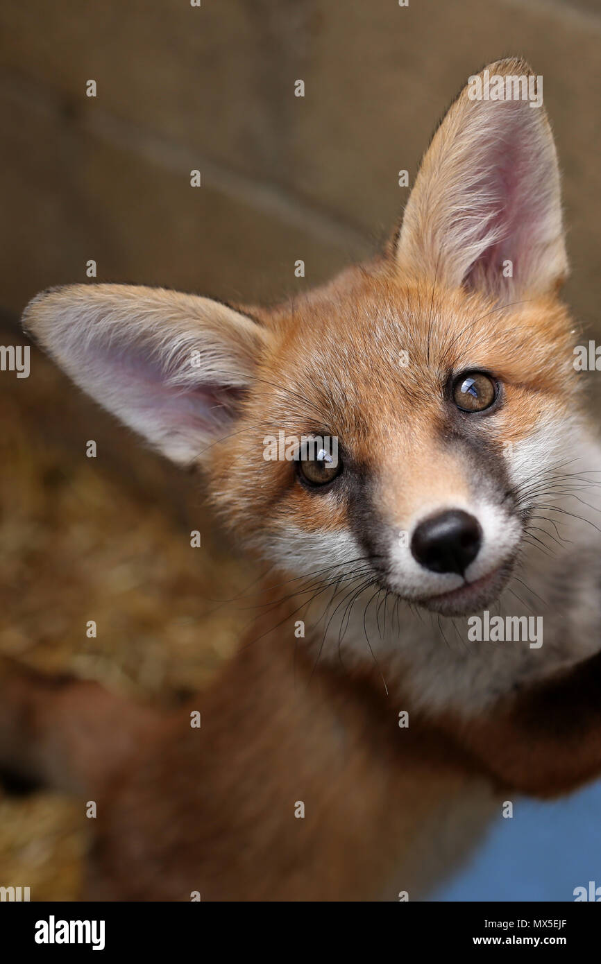 Baby animals pictured at the Brent Lodge Animal Centre near Chichester ...