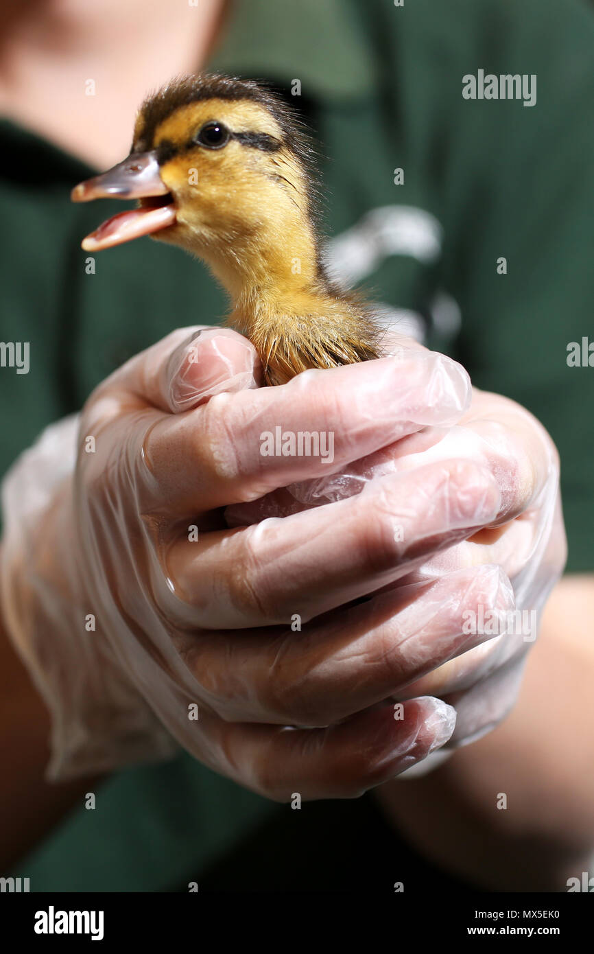 Baby animals pictured at the Brent Lodge Animal Centre near Chichester ...
