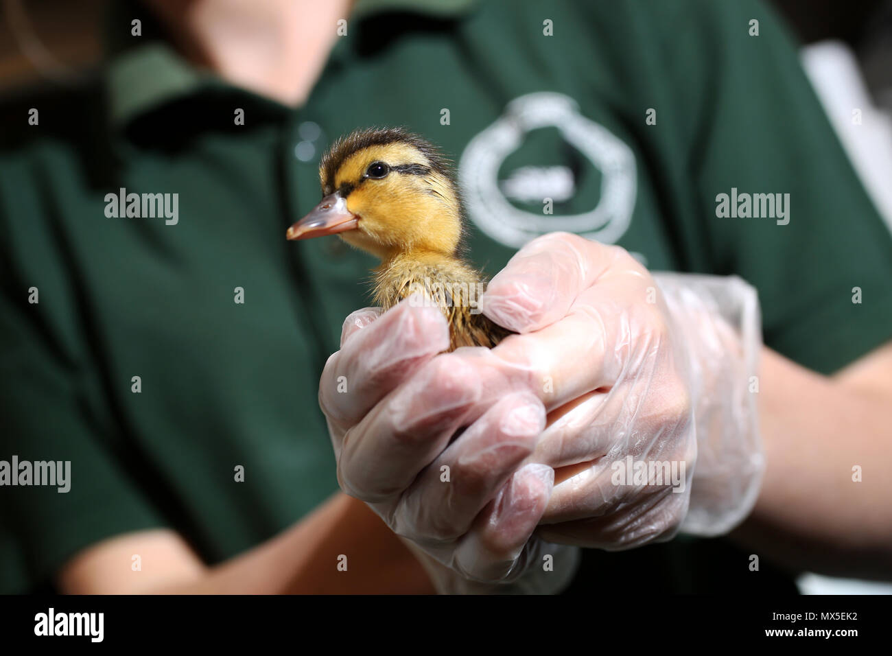 Baby animals pictured at the Brent Lodge Animal Centre near Chichester ...