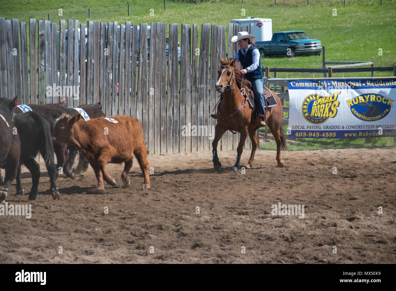 Team penning hi-res stock photography and images - Alamy