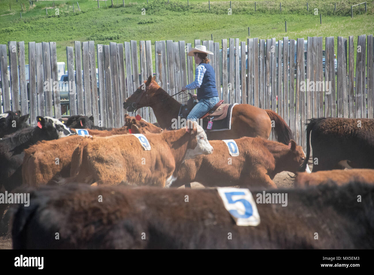Cowgirl steering cattle. Central Alberta Team Penning Association ...