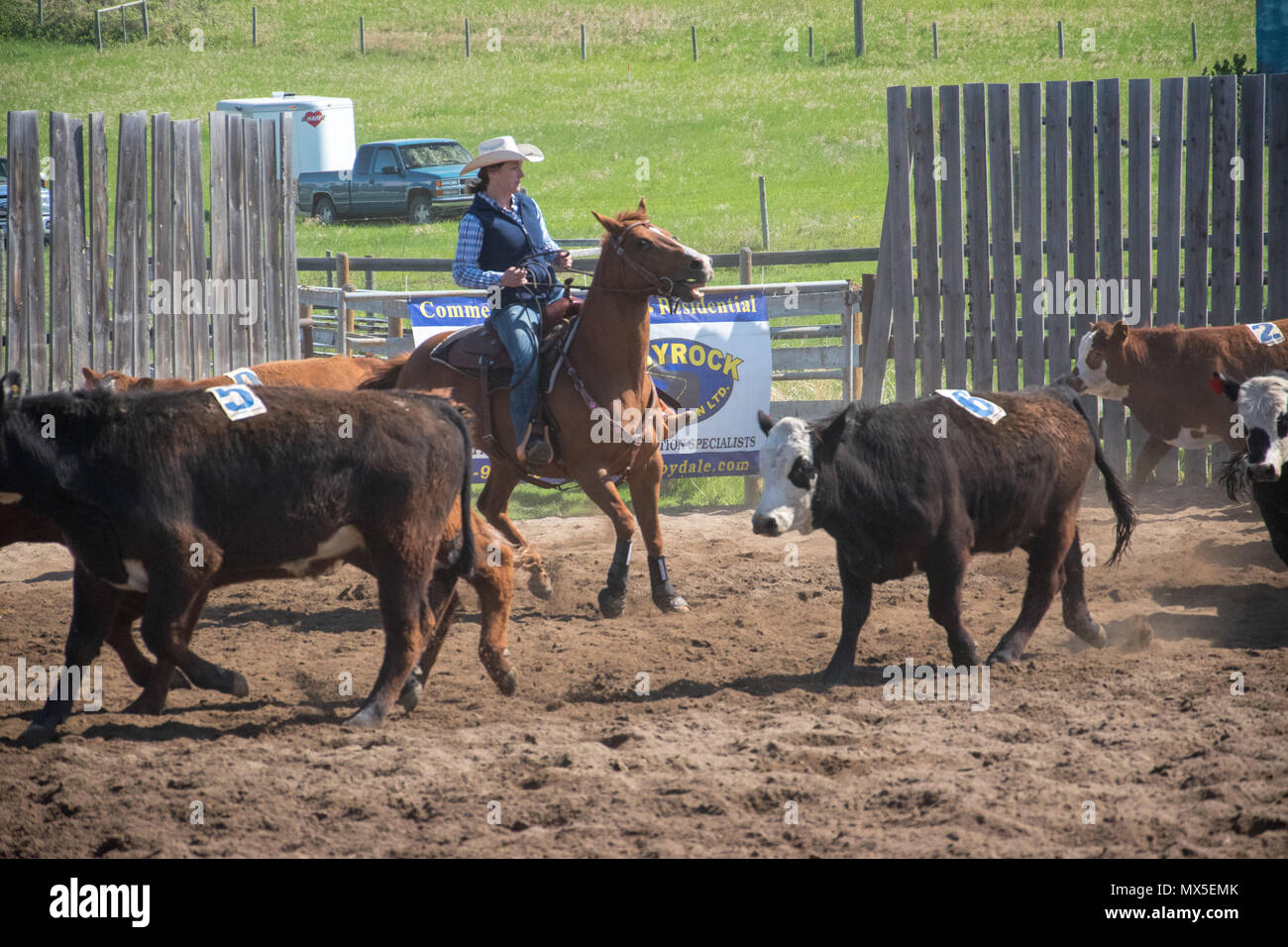 Team penning hi-res stock photography and images - Alamy