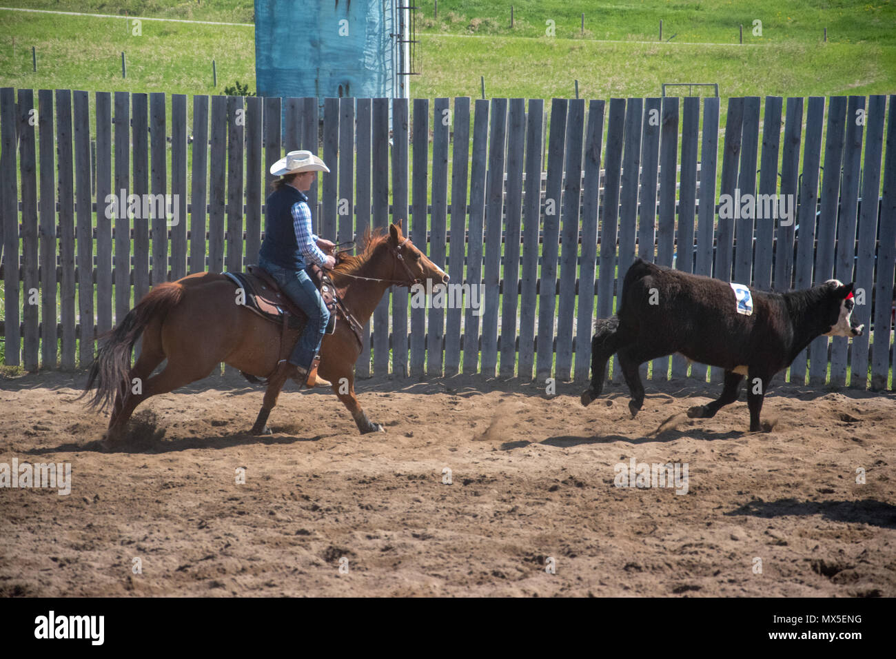 Cowgirl steering cattle. Central Alberta Team Penning Association ...