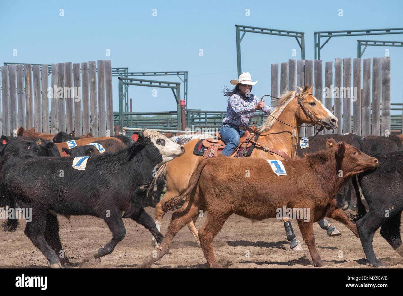 Cowgirl sorting cattle. Central Alberta Team Penning Association ...