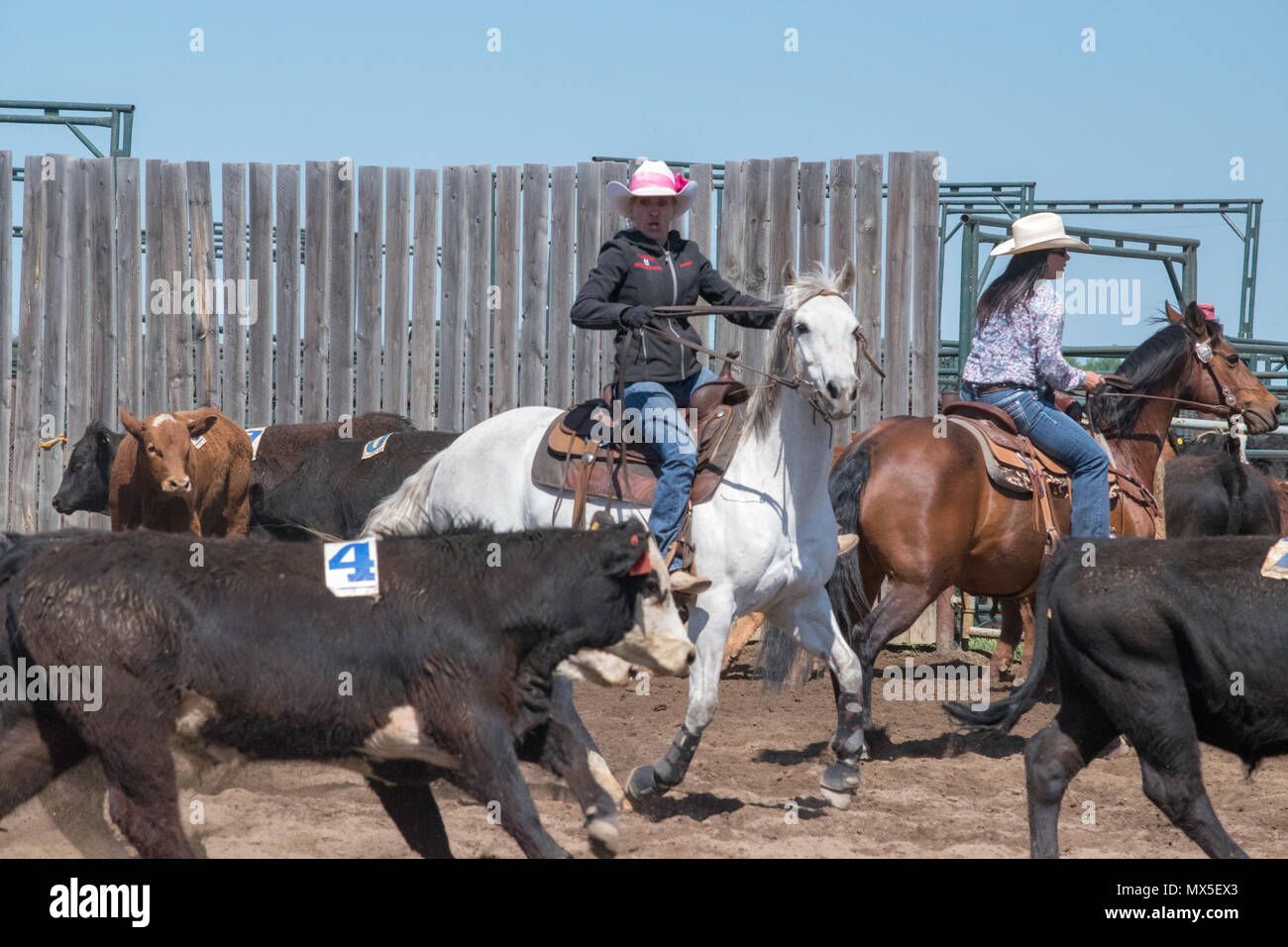 Cowgirl sorting cattle. Central Alberta Team Penning Association ...