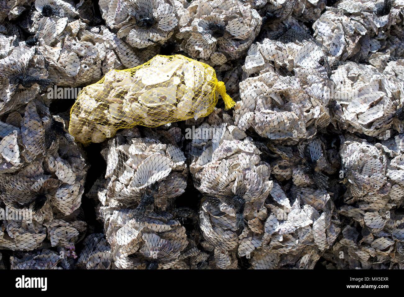 Oyster shells bagged for transport Stock Photo - Alamy