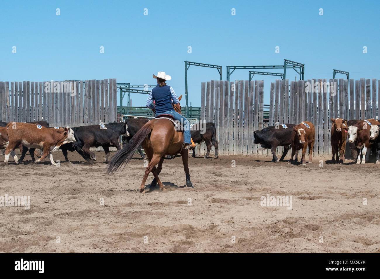 Cowgirl approaching the herd of cattle during a Team Penning Event ...