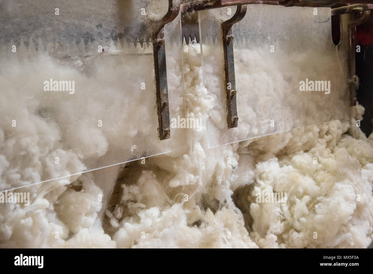 Wool carding; brushing of wool fibres with wire teeth to align the ...