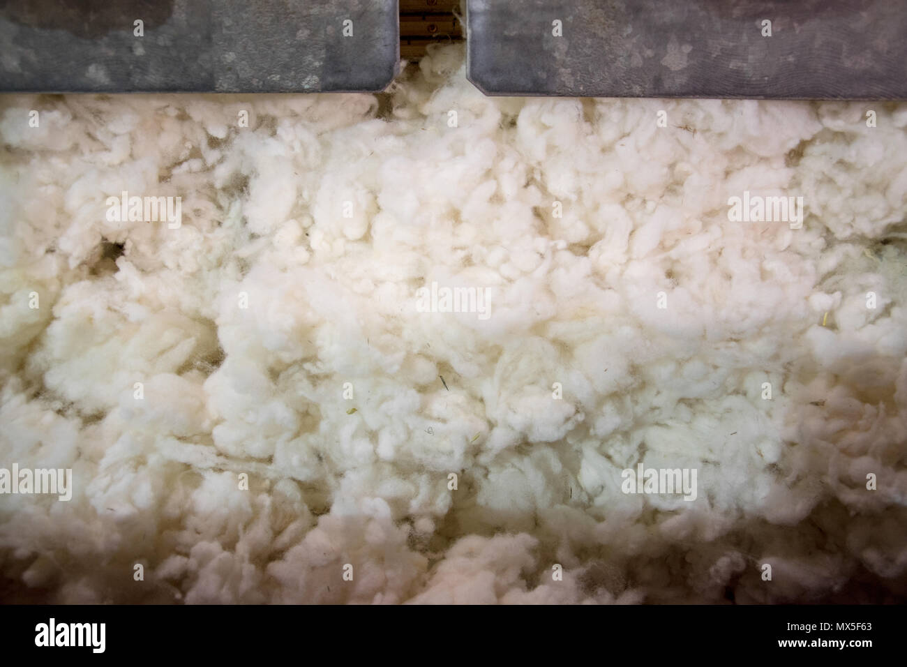 Wool carding; brushing of wool fibres with wire teeth to align the ...
