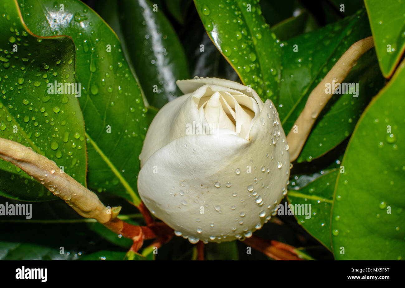 The flower of a Souther Magnolia tree Magnolia grandiflora covered in ...