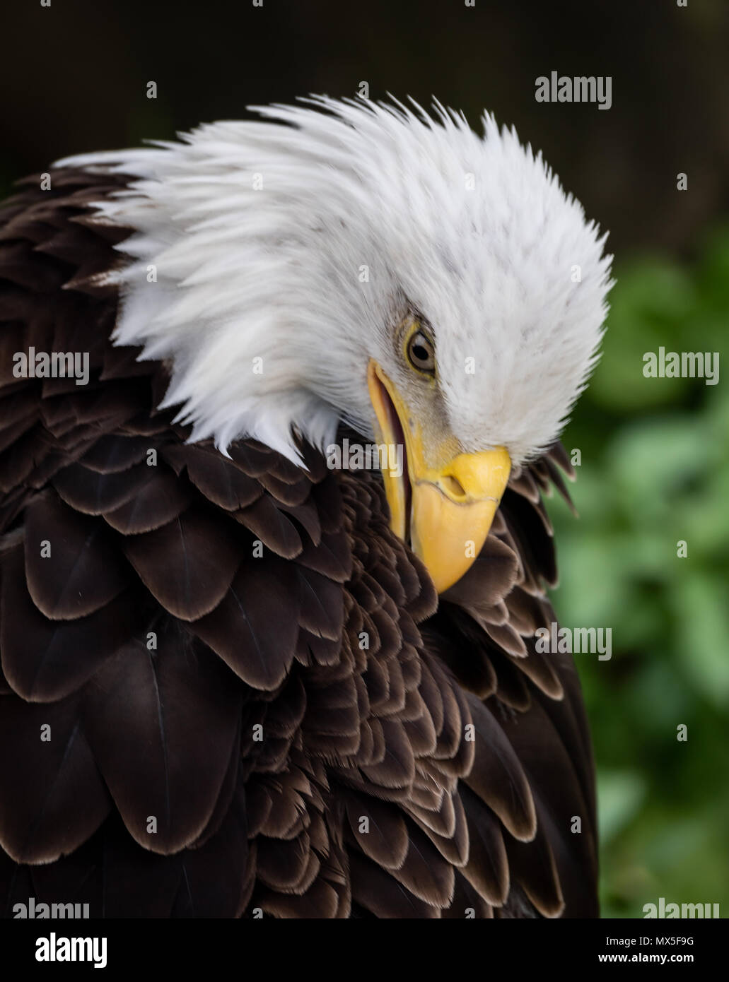American eagle owl hi-res stock photography and images - Alamy