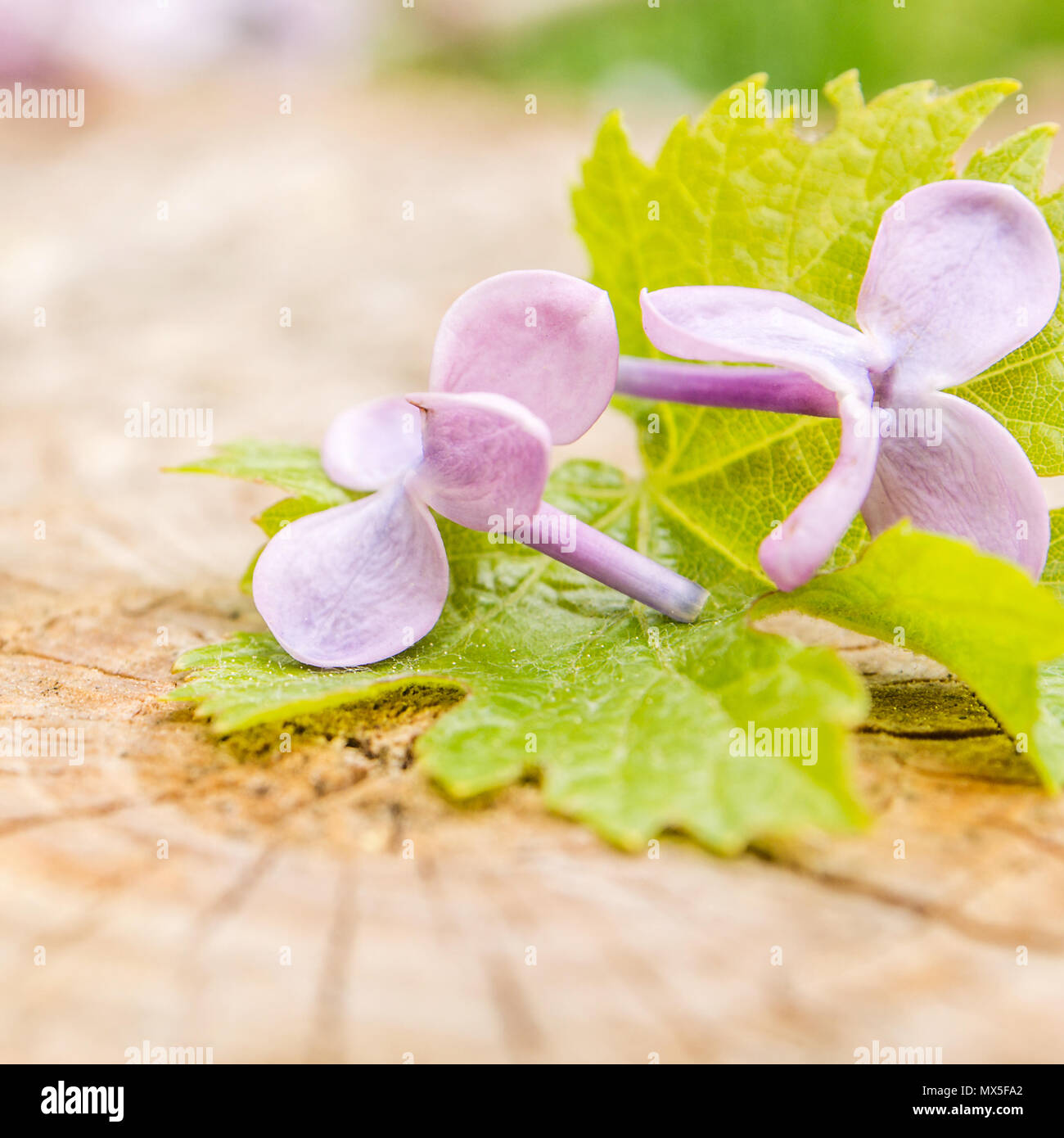 two violet flowers with green grape leaf on wooden background Stock ...