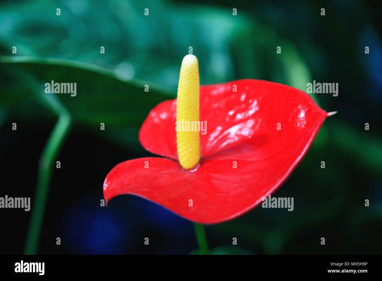 Araceae family hi-res stock photography and images - Alamy