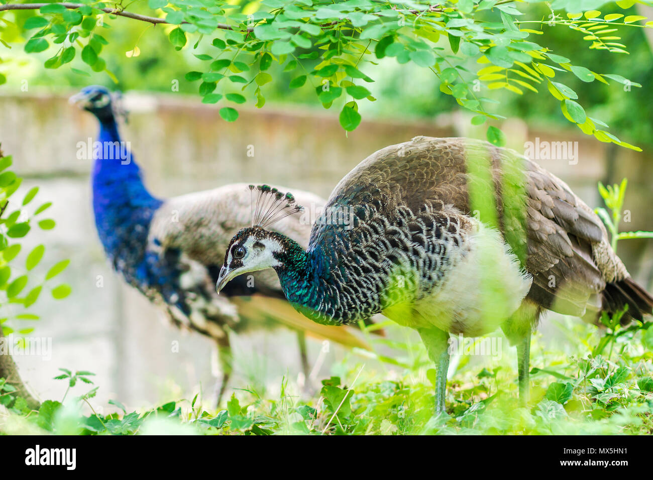Two peacocks on a tree hi-res stock photography and images - Alamy