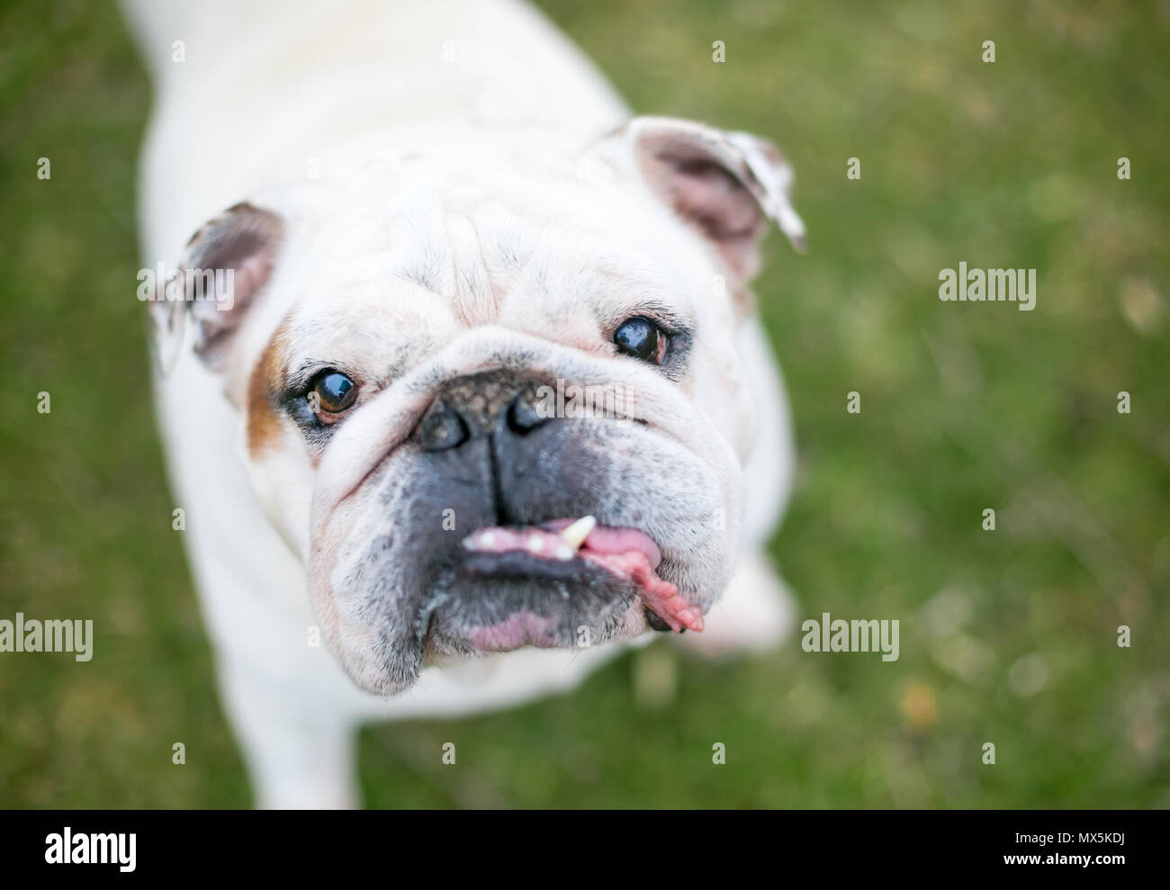 A purebred English Bulldog with an underbite Stock Photo - Alamy