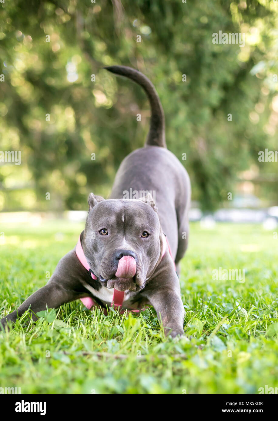 A happy gray and white Pit Bull Terrier mixed breed dog in a play bow ...