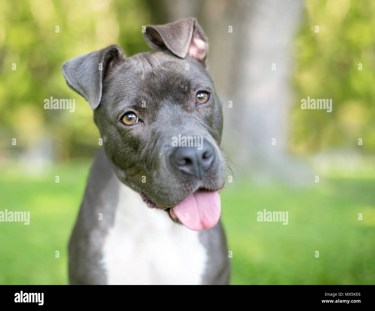 Bull Terrier Blue Nose Pitbull Mix