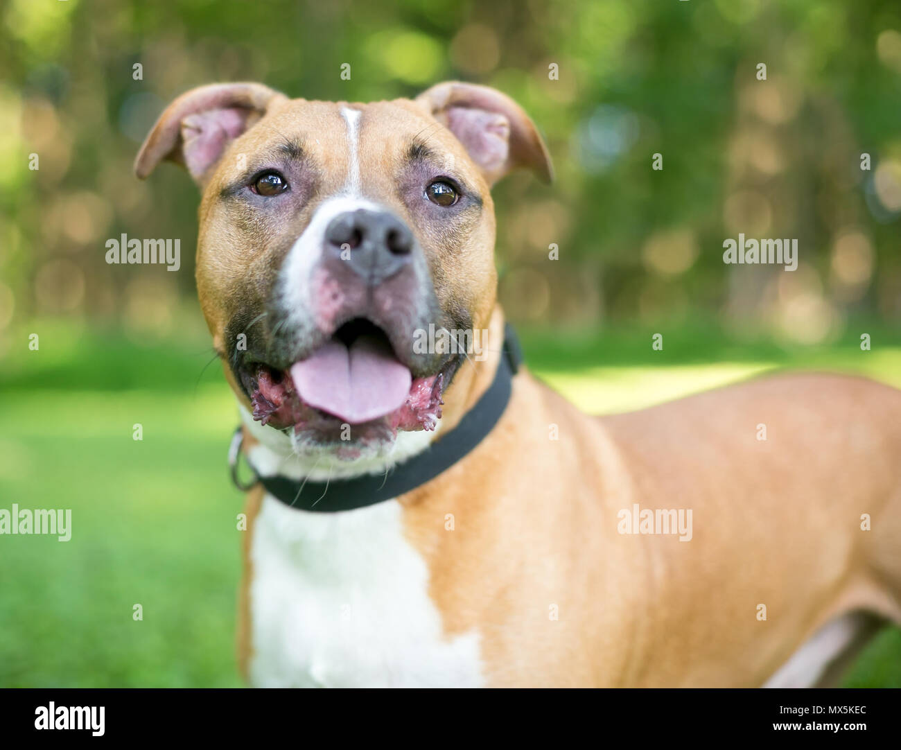 Fawn boxer hi-res stock photography and images - Alamy