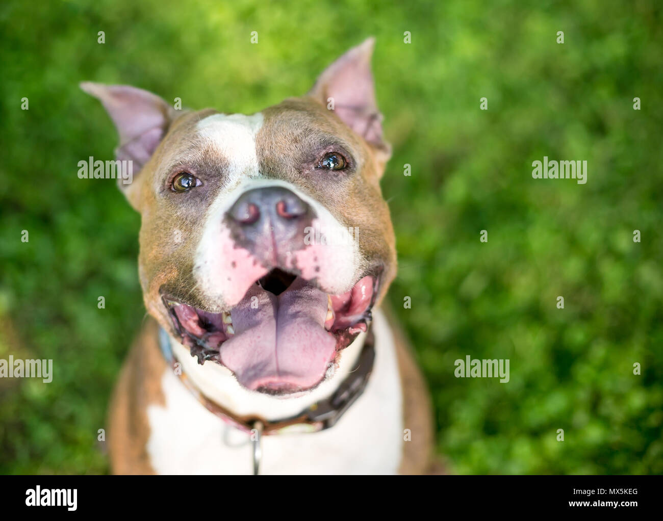 Happy pit bull hi-res stock photography and images - Alamy