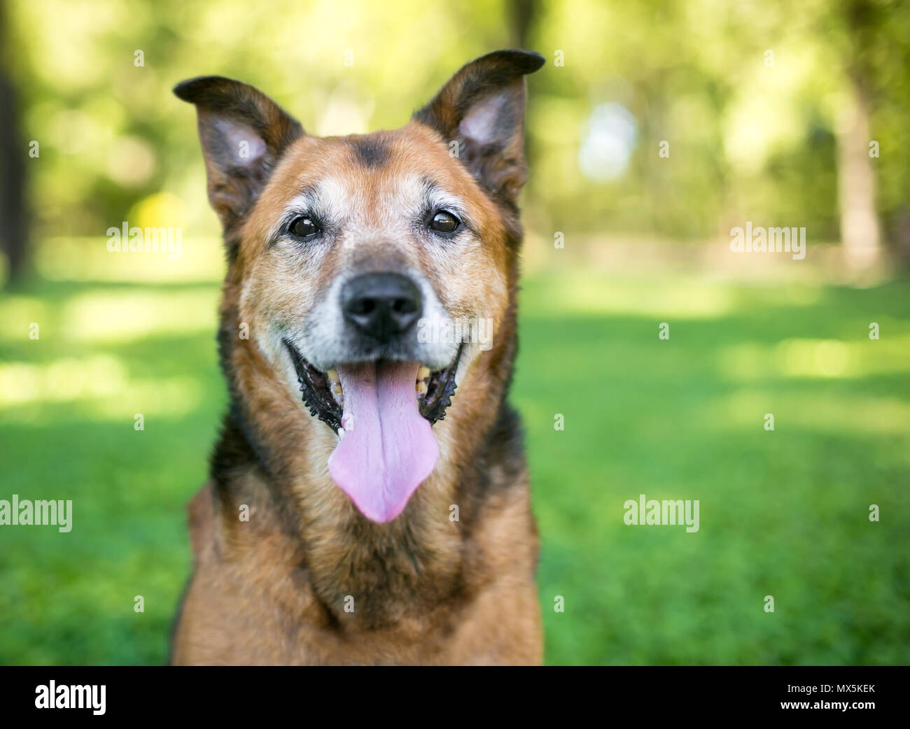 German shepherd dog panting hi-res stock photography and images - Alamy