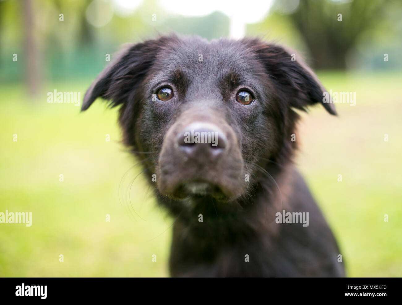 American Eskimo Black Lab Mix