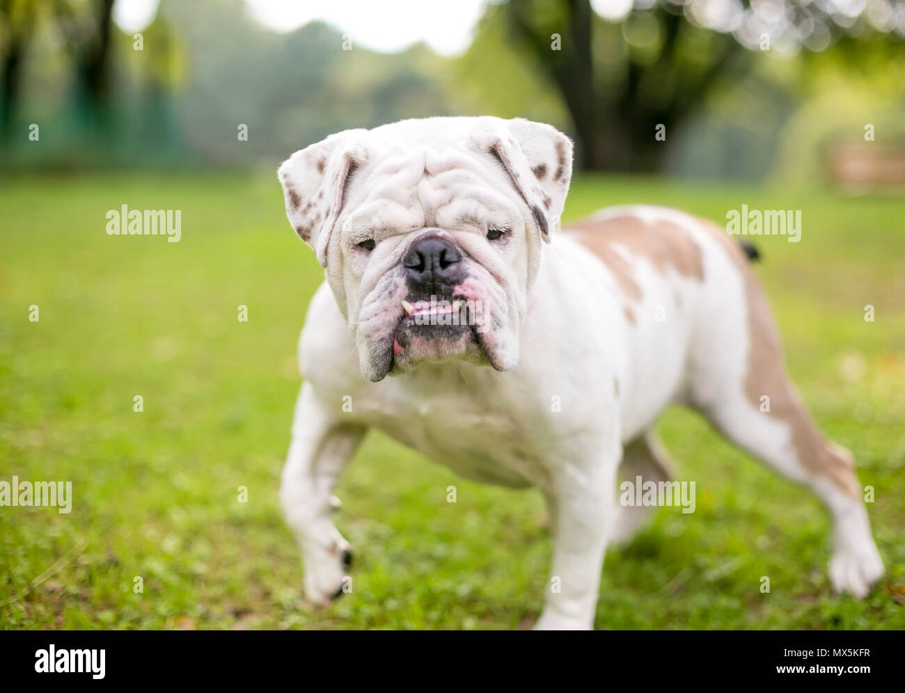 Dog english bulldog wrinkles hi-res stock photography and images - Alamy