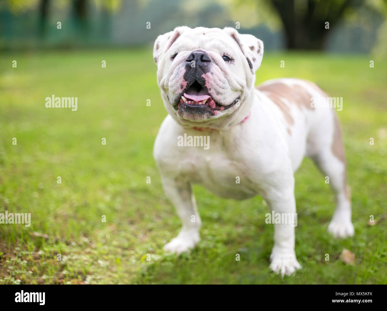 English outdoors hi-res stock photography and images - Alamy