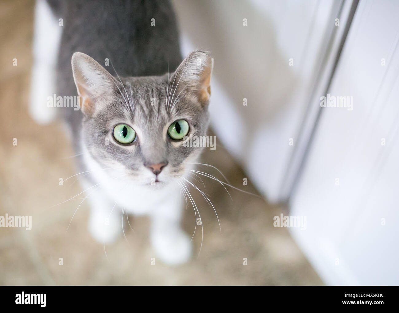 Ear tip, cat hi-res stock photography and images - Alamy