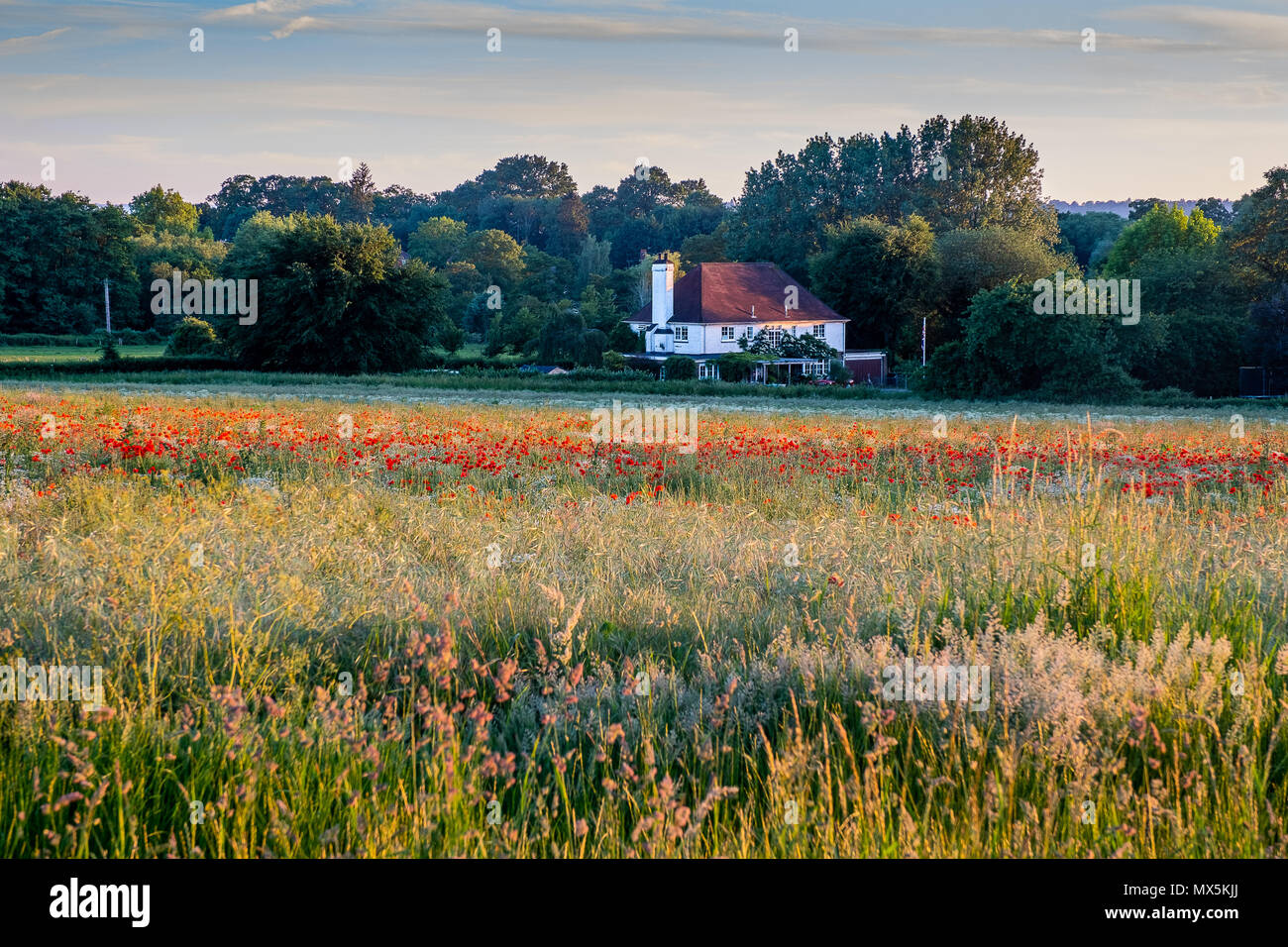 Poppies country living hi-res stock photography and images - Alamy