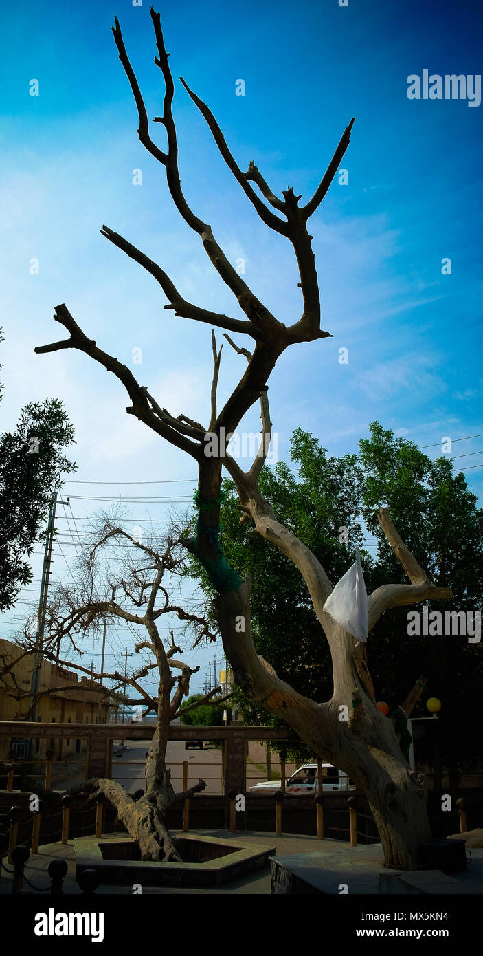 Site of Bible Garden of Eden and ancient Tree of Knowledge, Al-Qurna ...