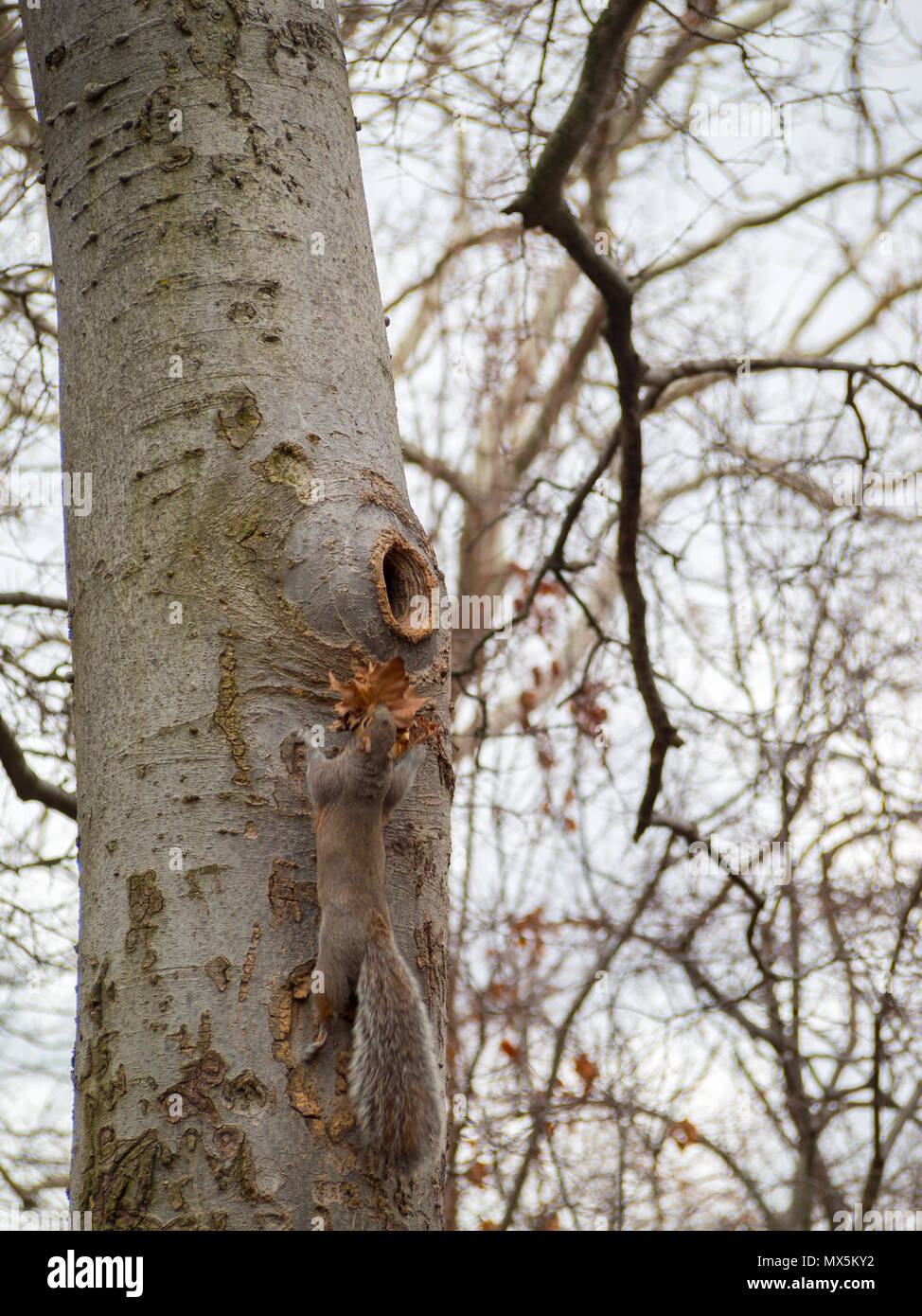 Plantae hi-res stock photography and images - Alamy
