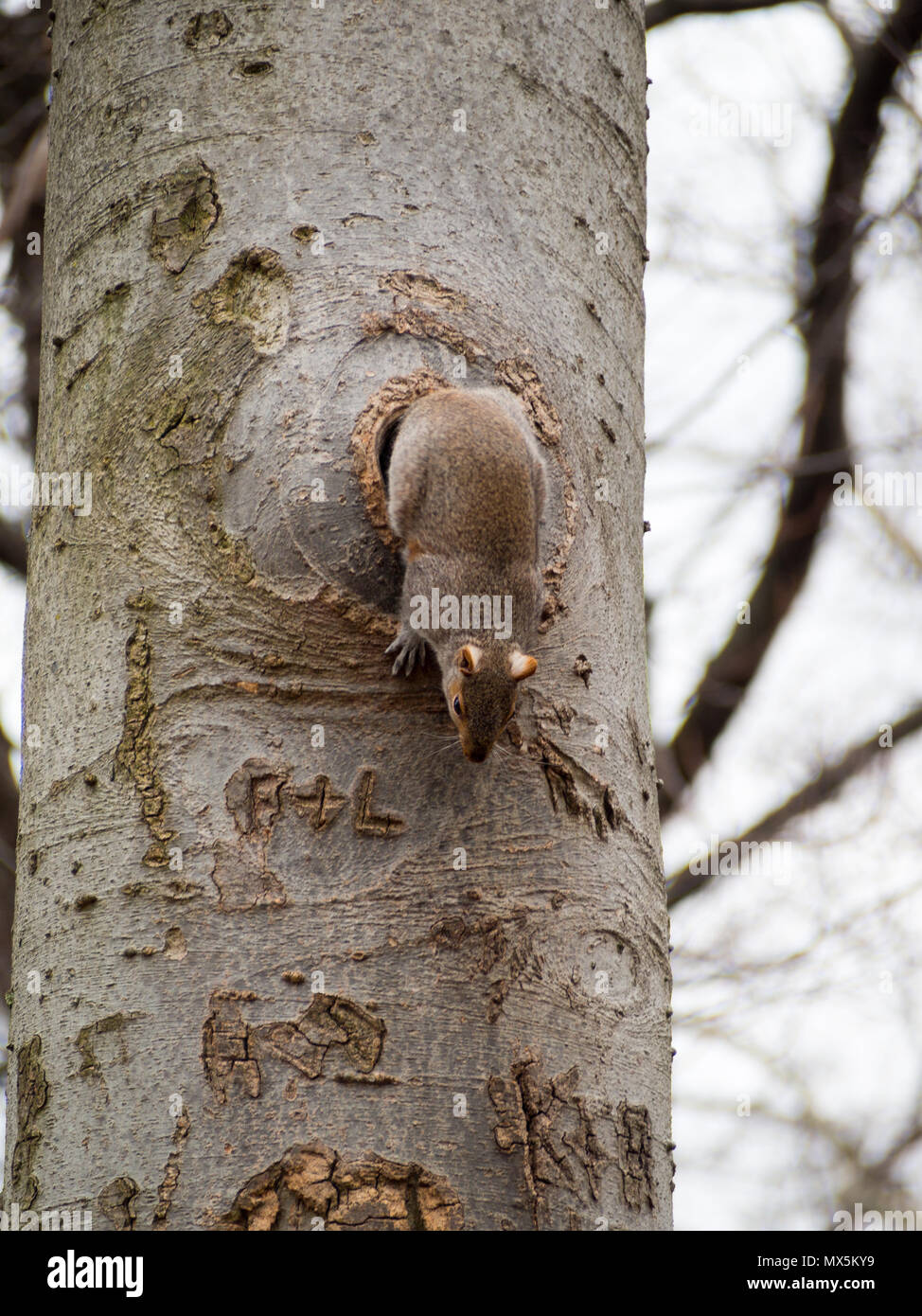 Squirrel tree hole hi-res stock photography and images - Alamy