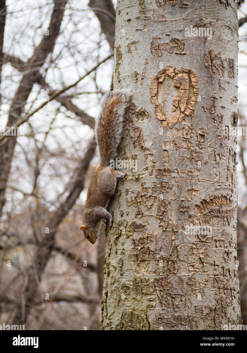 Squirrel going down a tree Stock Photo - Alamy