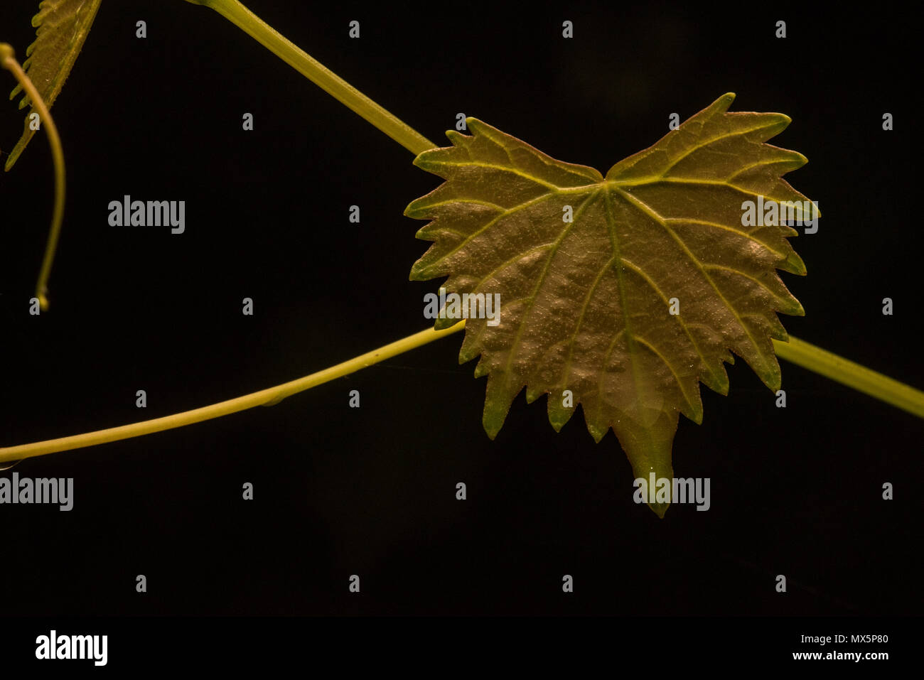 Vine on leaf hi-res stock photography and images - Alamy
