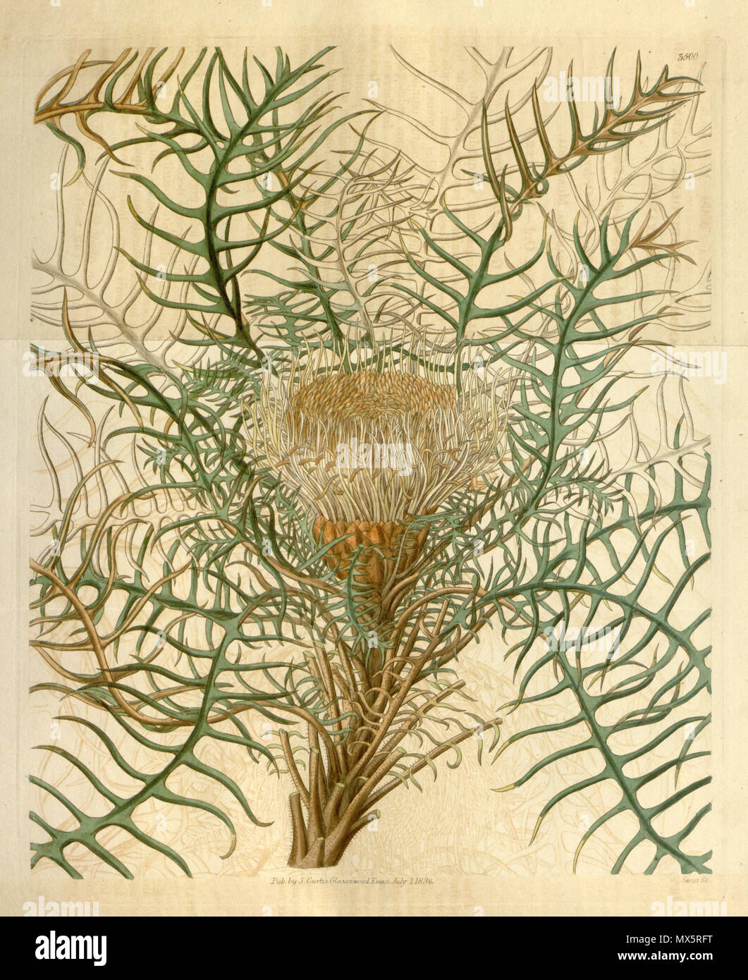 Tangled shrubs hi-res stock photography and images - Alamy
