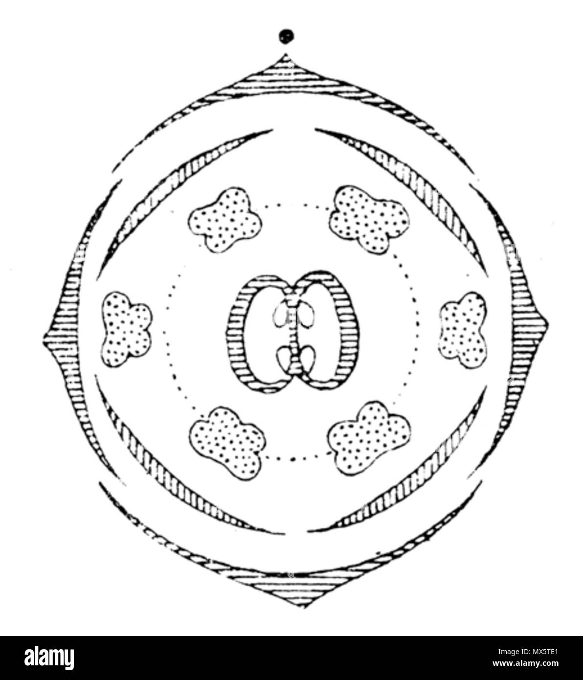 Diagram of mustard plant hi-res stock photography and images - Alamy
