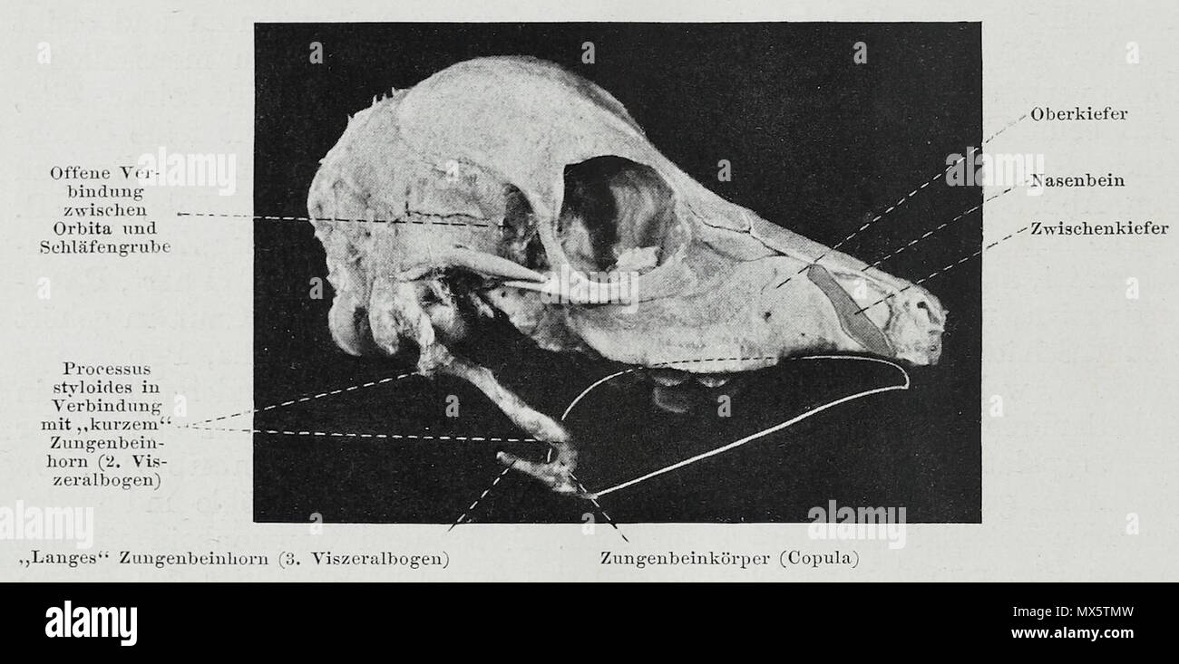 . English: An anatomical illustration from the 1921 German edition of ...