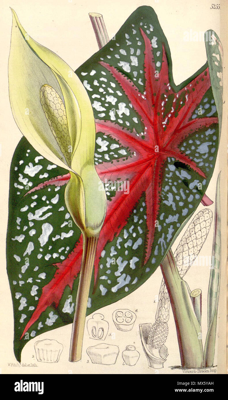 . English: Caladium bicolor botanical drawing . 1861. W. Fitch (d. 1892 ...