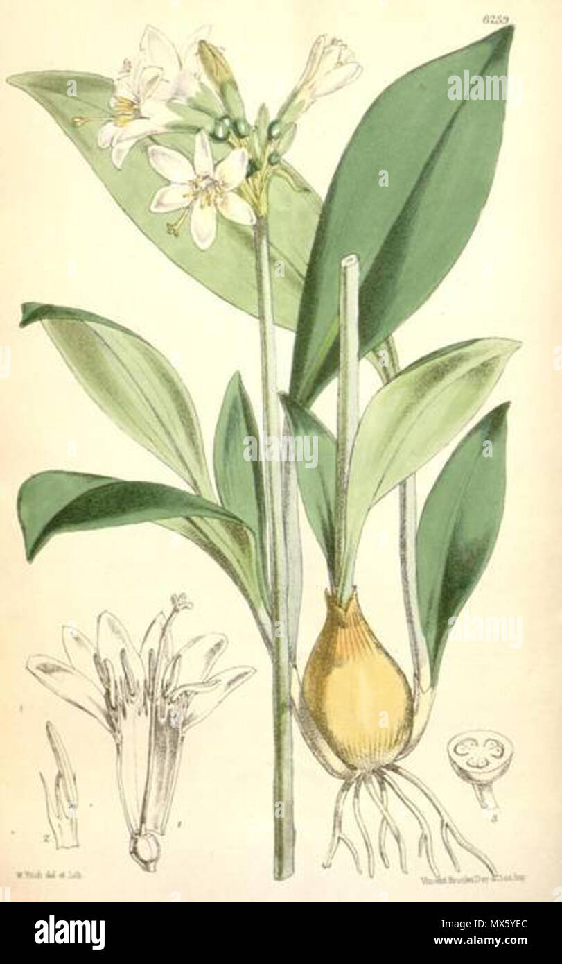 . Caliphruria hartwegiana . 1876. J.G.Baker 109 Caliphruria ...