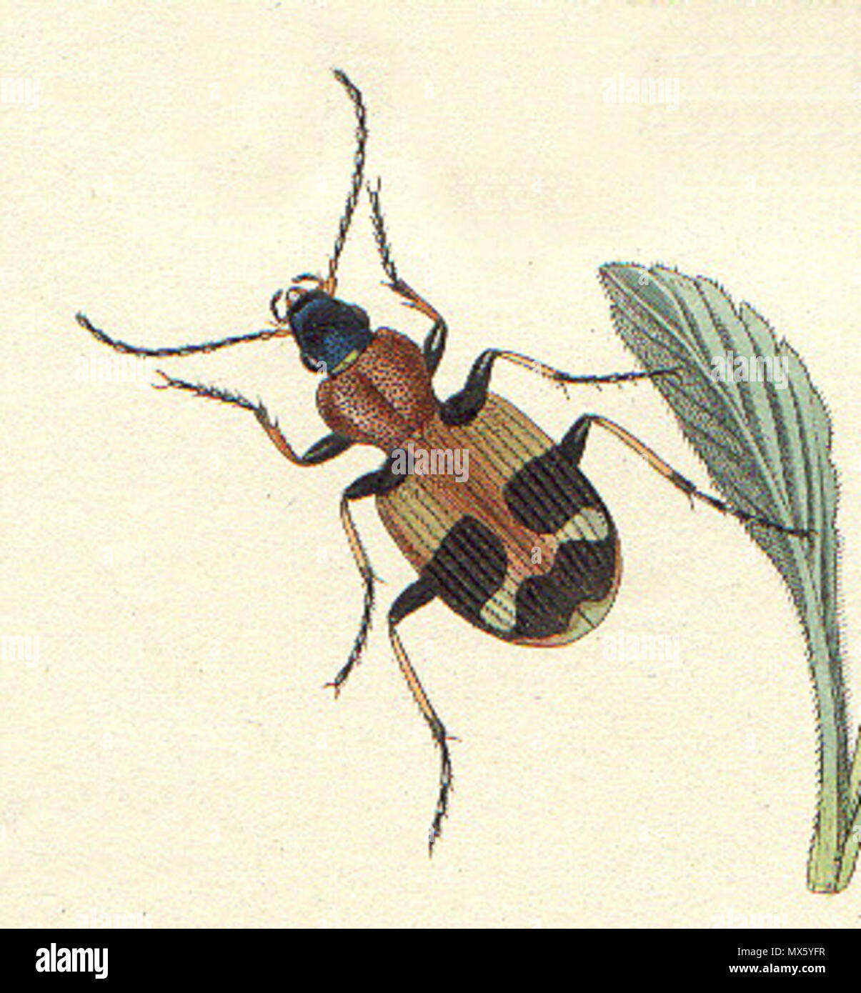 Callistus lunatus hi-res stock photography and images - Alamy