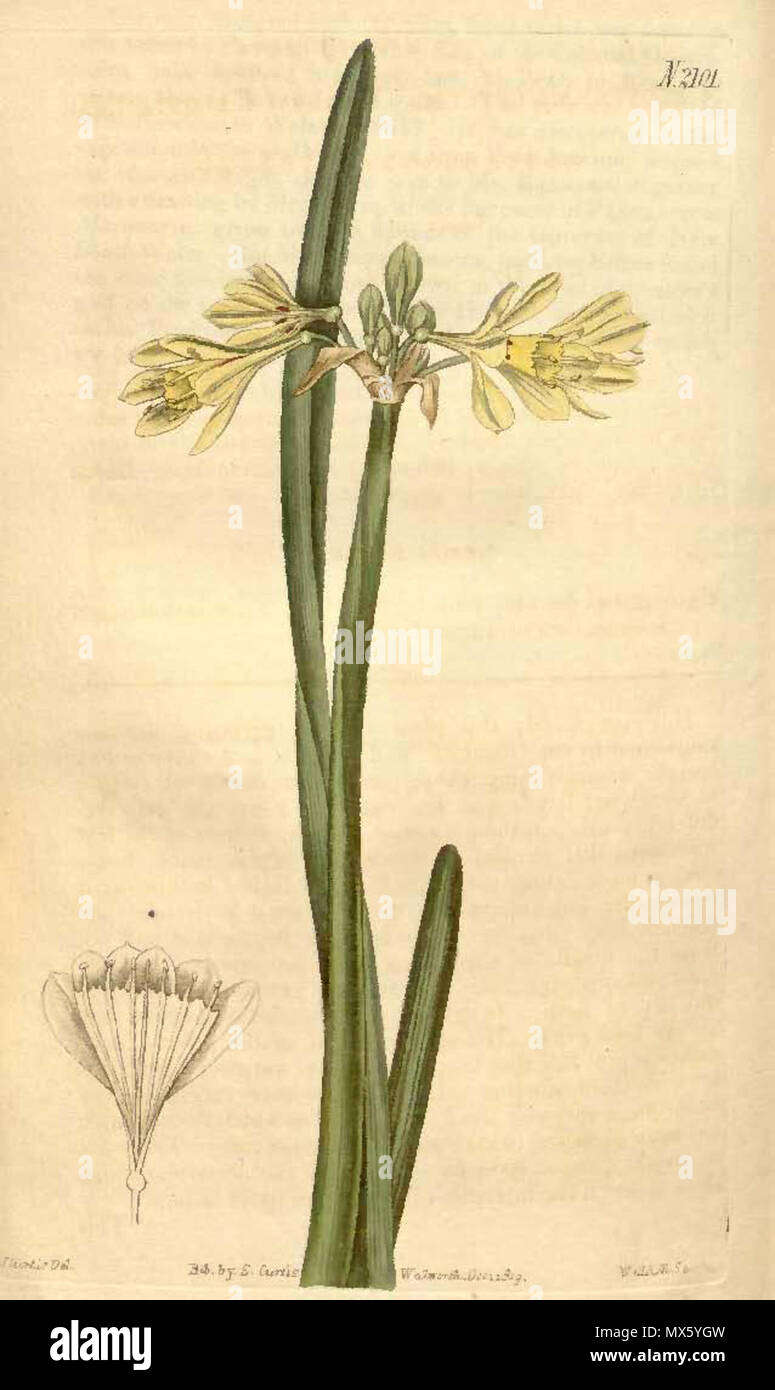 . Latina: Calostemma luteum . 1819. A.Cunningham 109 Calostemma luteum ...