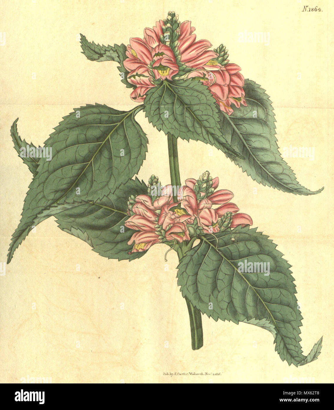 Chelone major hi-res stock photography and images - Alamy