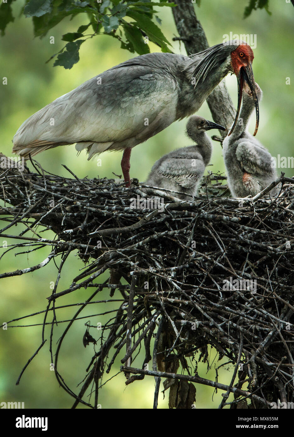 Ibises in the city hi-res stock photography and images - Alamy