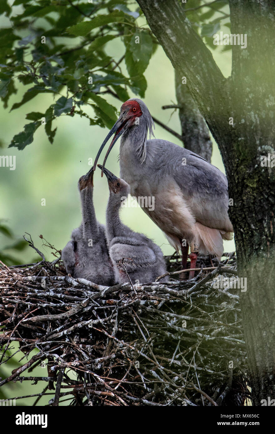 Ibises in the city hi-res stock photography and images - Alamy