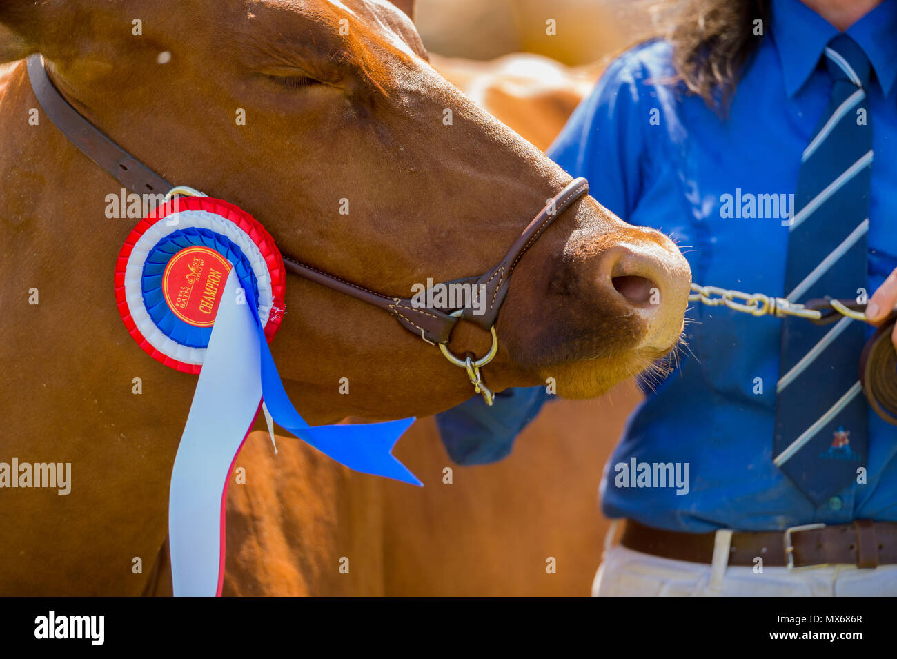 Champion cow hi-res stock photography and images - Alamy
